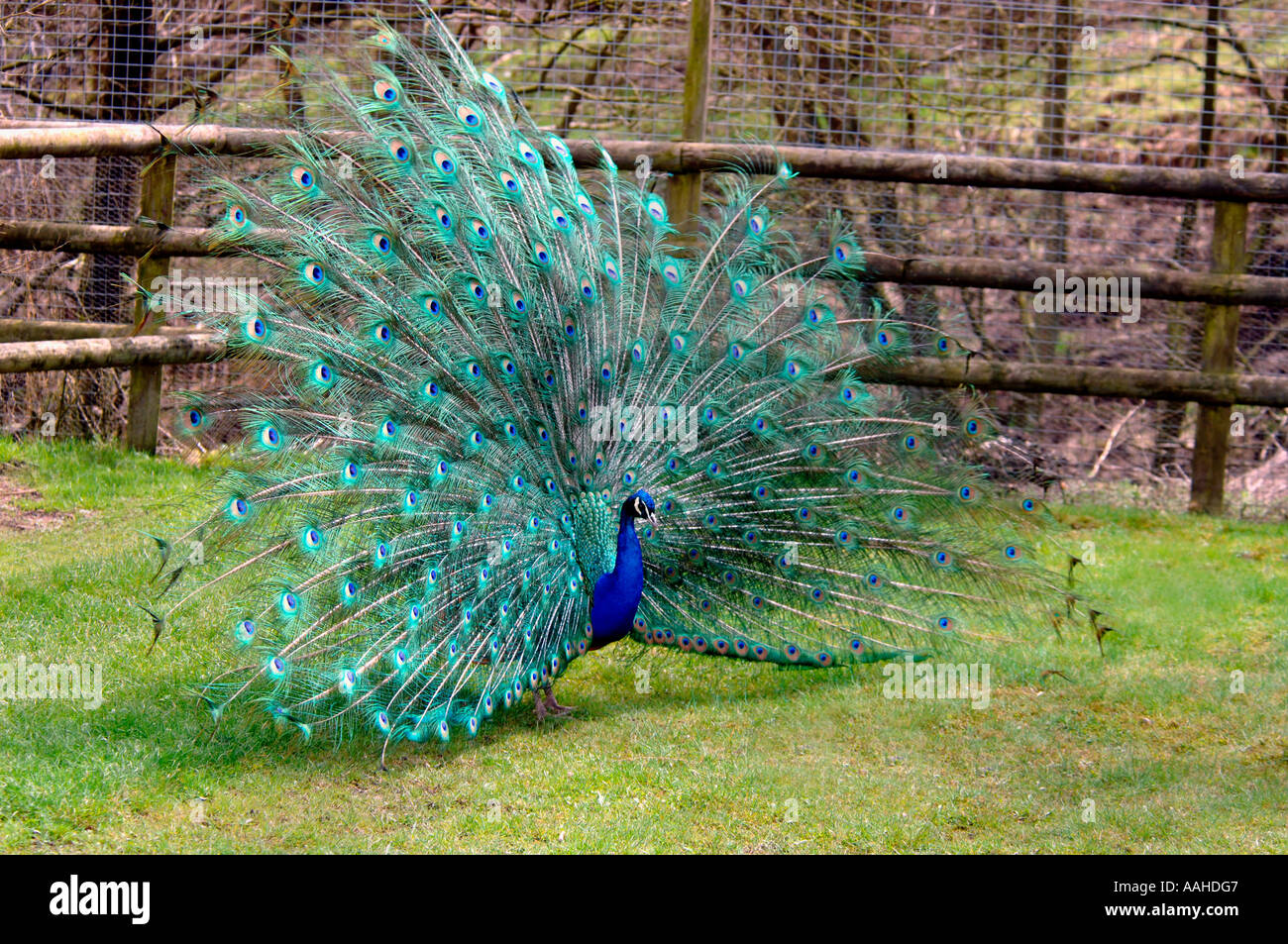 Indian Peacock (Pavo cristatus Stock Photo - Alamy