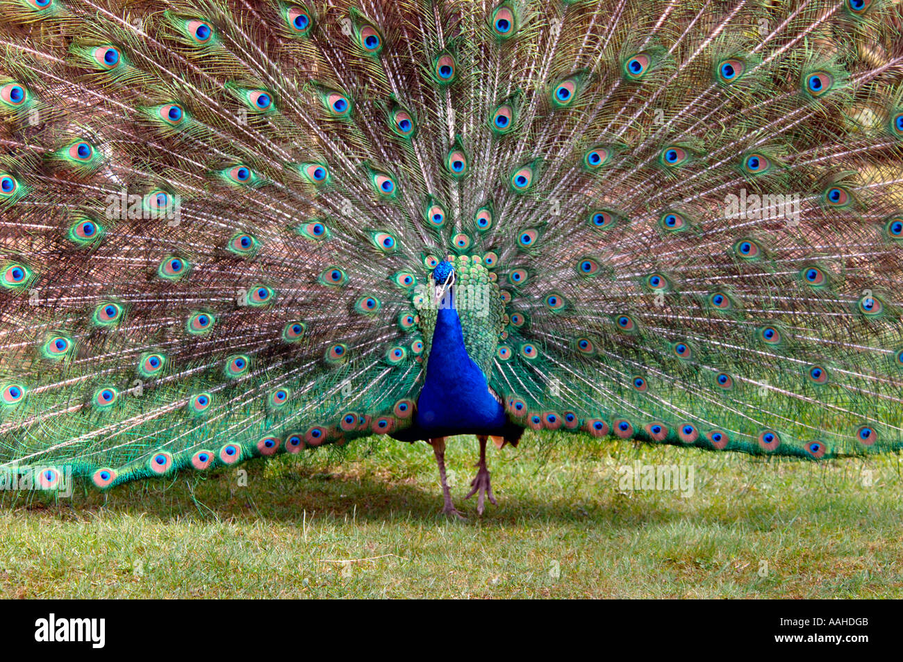 Indian Peacock (Pavo cristatus Stock Photo - Alamy
