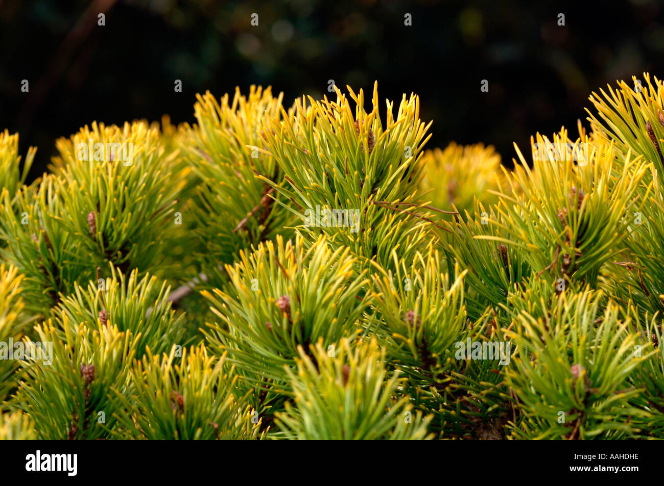 Pinus Mungo (Winter Gold).Also Known As Mountain Pine Stock Photo - Alamy