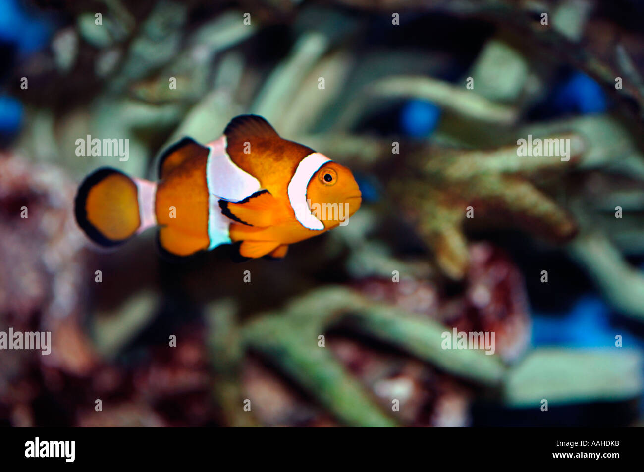 Juvenile True Percula Clownfish