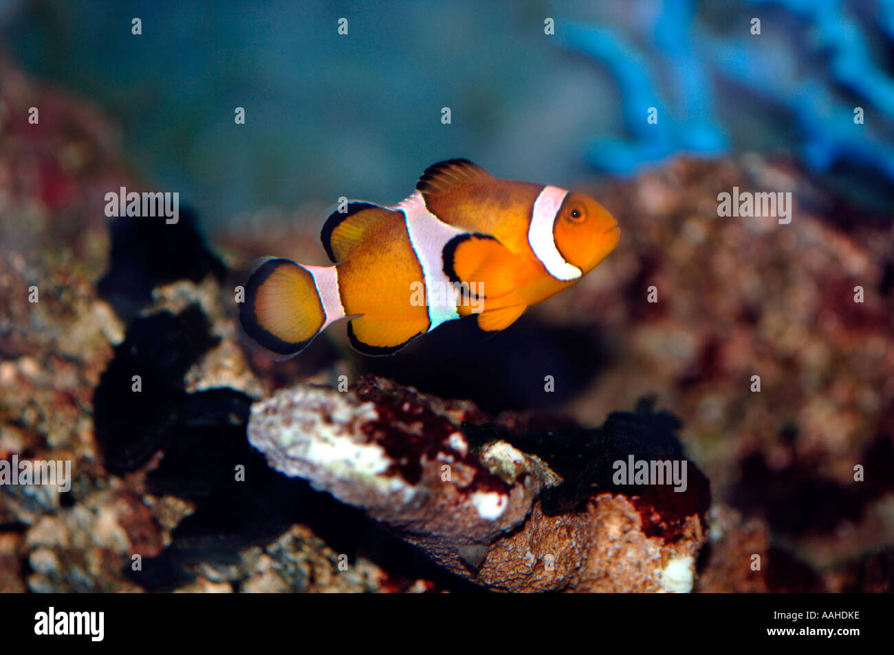 Percula clownfish hi-res stock photography and images - Alamy