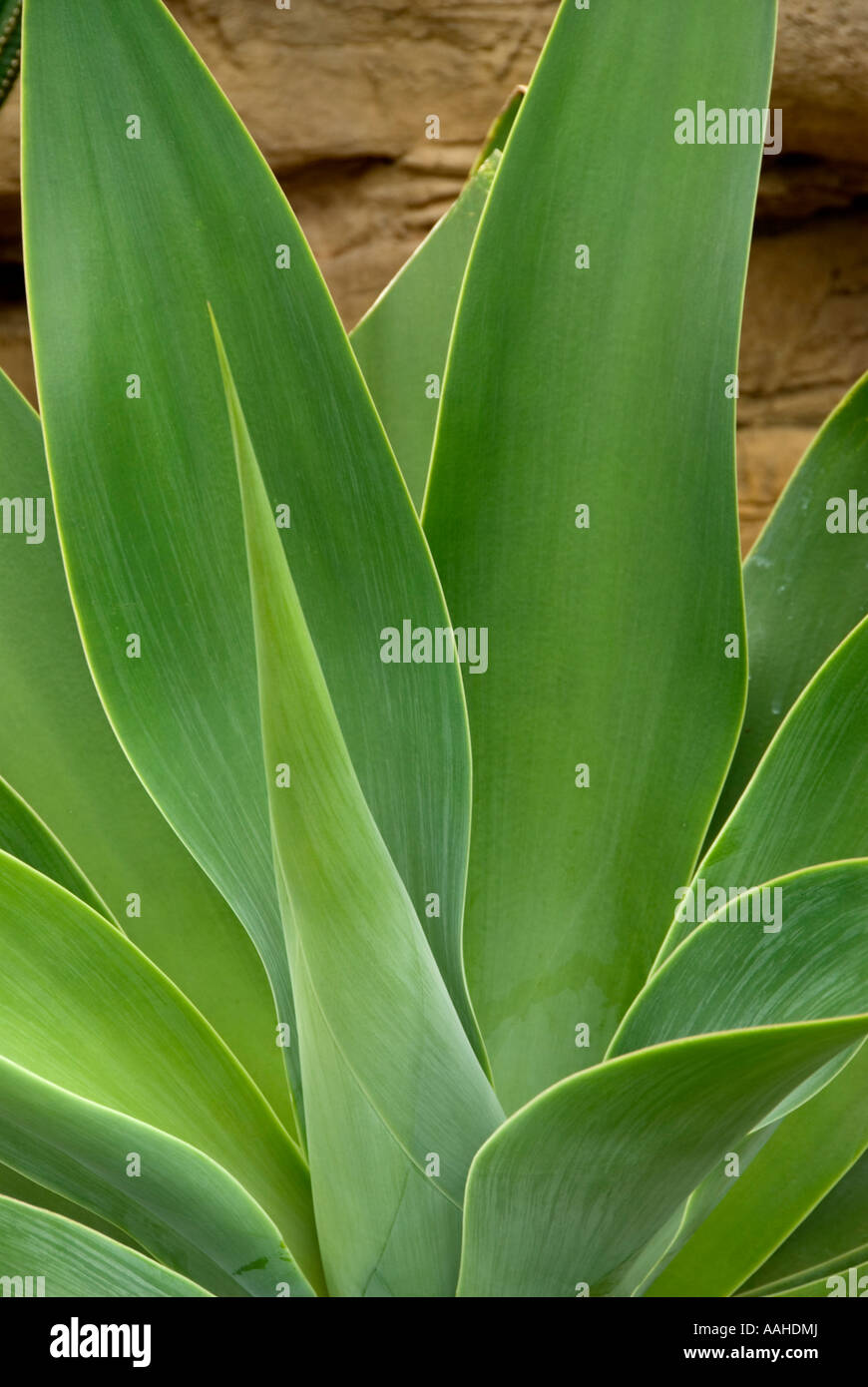 Fox Tail Agave, or Swan's Neck Agave (Agave attenuata Stock Photo - Alamy