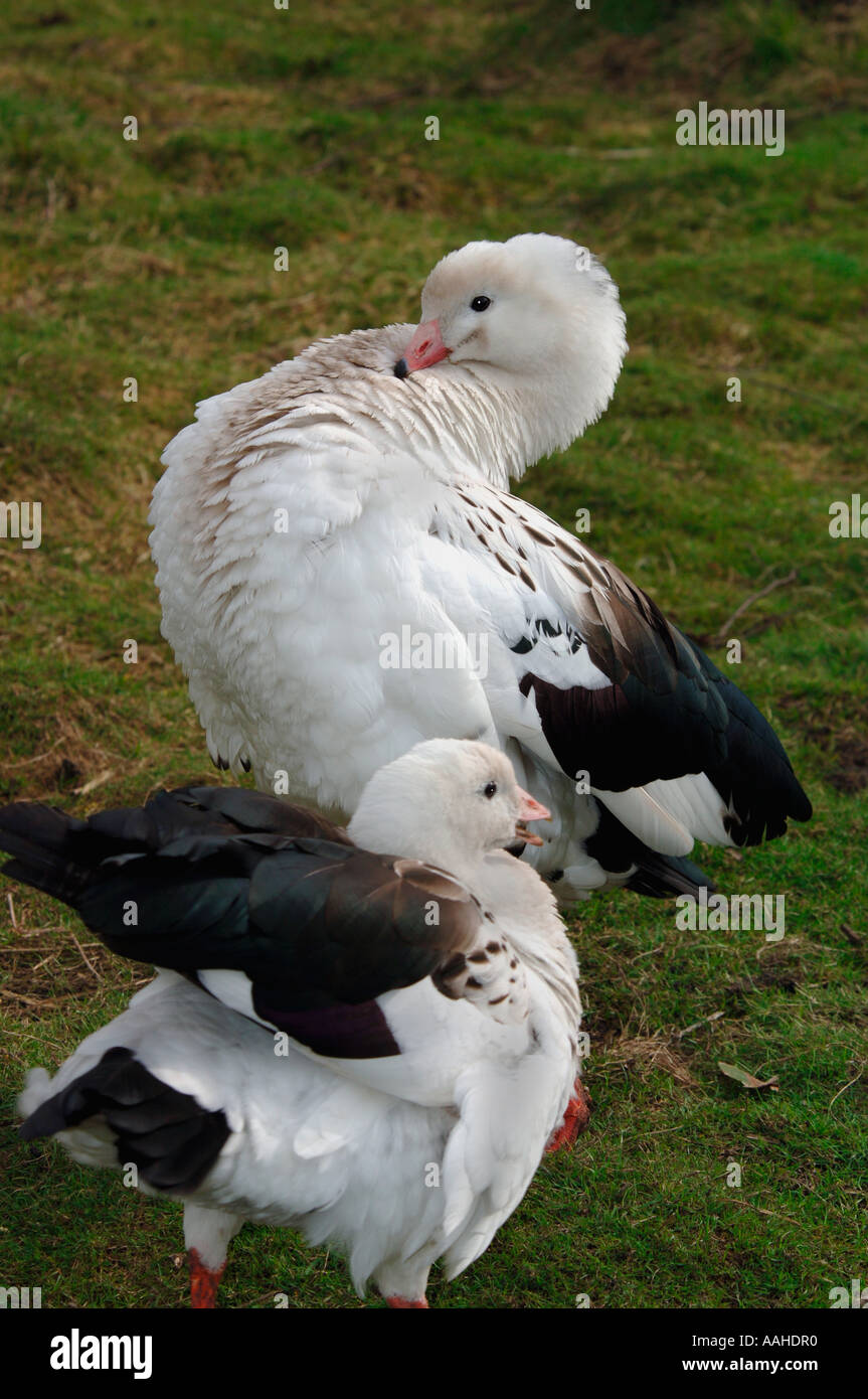 Andean Geese(Chloephaga melanptera Stock Photo - Alamy