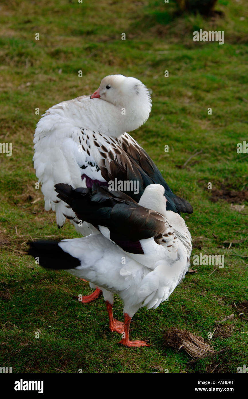 Andean Geese(Chloephaga melanptera Stock Photo - Alamy