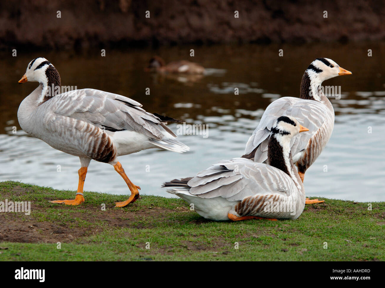 Bar-Headed Geese (Anser Indicus Stock Photo - Alamy