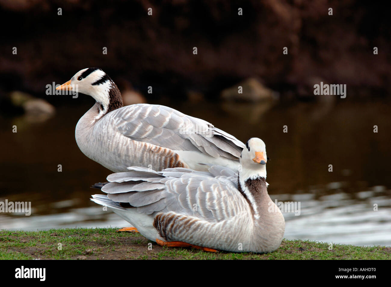 Bar headed goose picture hi-res stock photography and images - Alamy