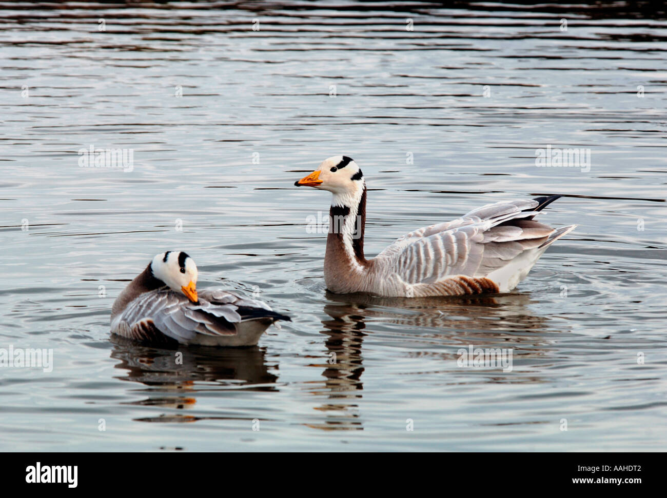Bar headed goose picture hi-res stock photography and images - Alamy