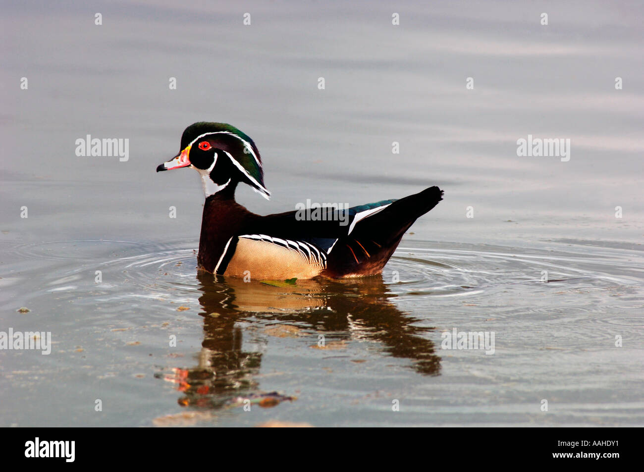 Carolina Duck (Aix sponsa) Also Called Wood Duck Stock Photo - Alamy