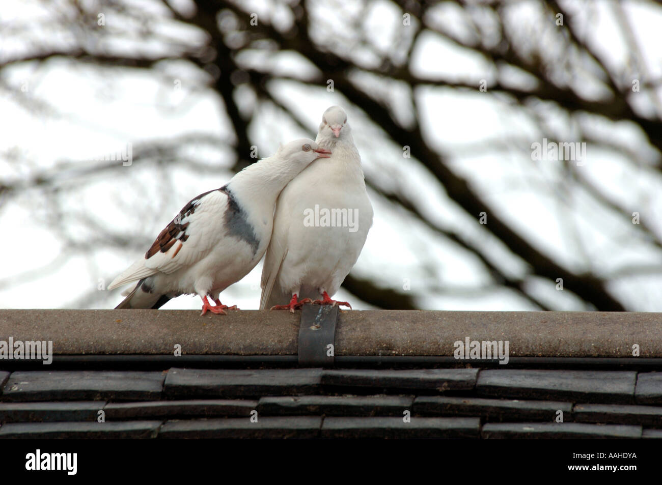 Courting Couple, Pigeons Stock Photo - Alamy