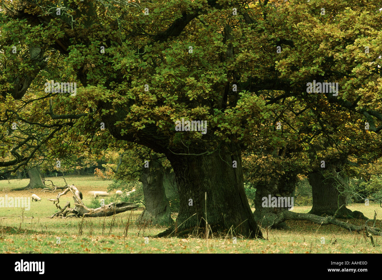 Ancient oaks Chatelherault Hamilton Scotland Stock Photo - Alamy