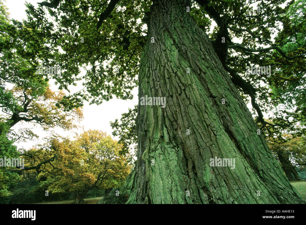 Ancient oaks Chatelherault Hamilton Scotland Stock Photo - Alamy