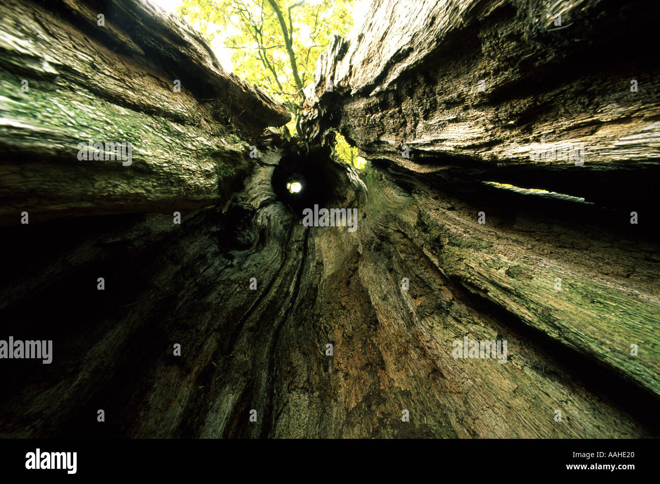 Inside of ancient oak Chatelherault Hamilton Scotland Stock Photo - Alamy