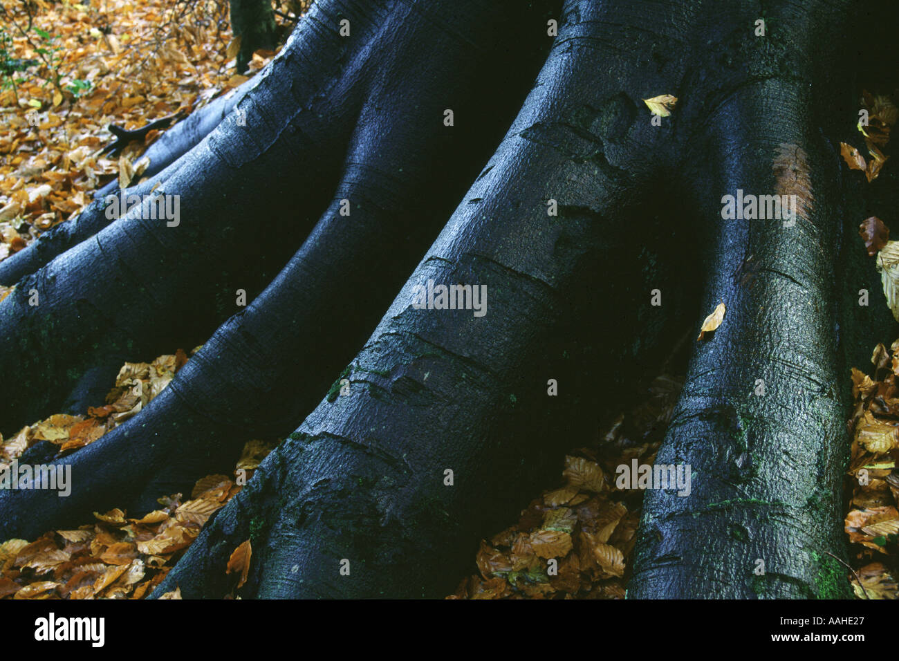 Wet Beech tree Scotland Stock Photo - Alamy