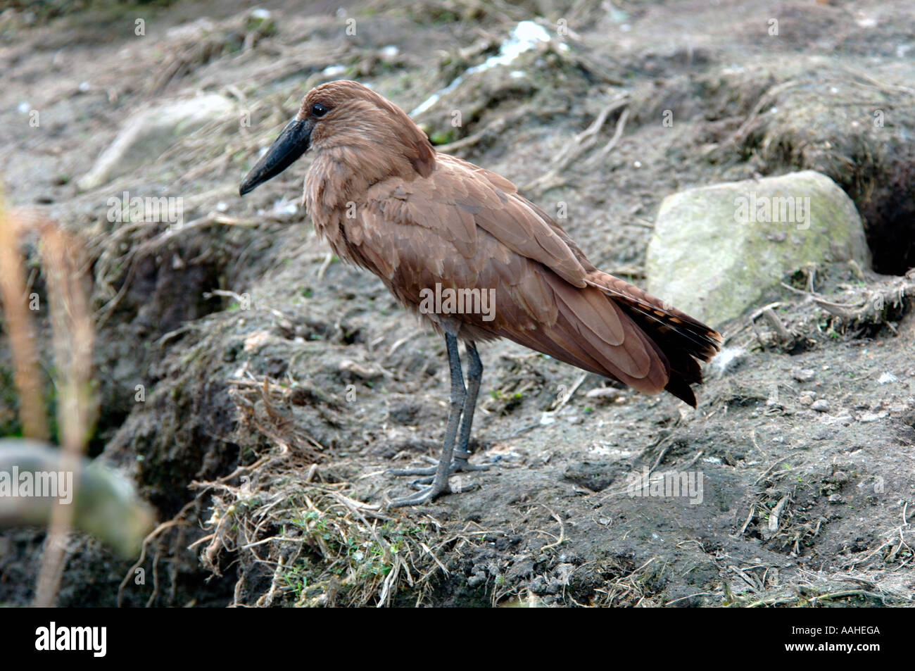 Hammerkop {Scopus umbretta Stock Photo - Alamy
