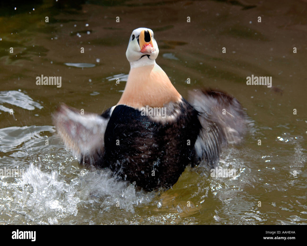 King Eider Duck (Somateria spectabilis Stock Photo - Alamy