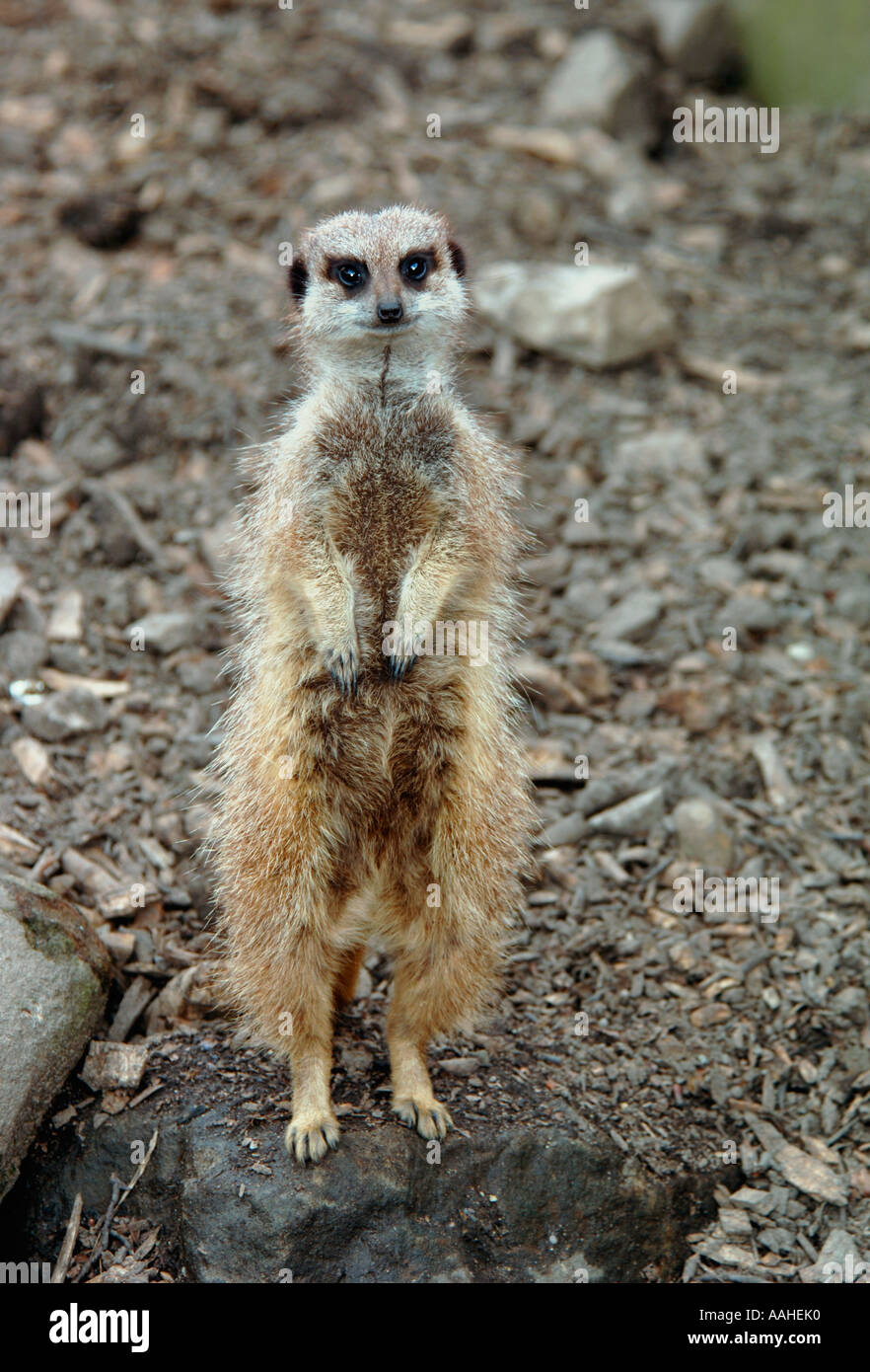 Suricata surictta hi-res stock photography and images - Alamy