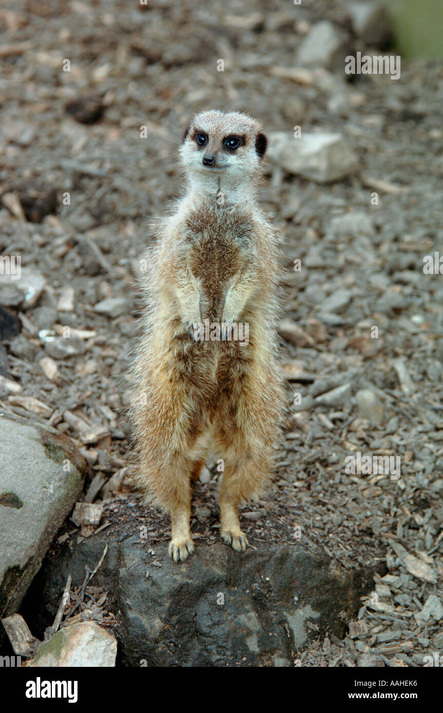 Suricata surictta hi-res stock photography and images - Alamy