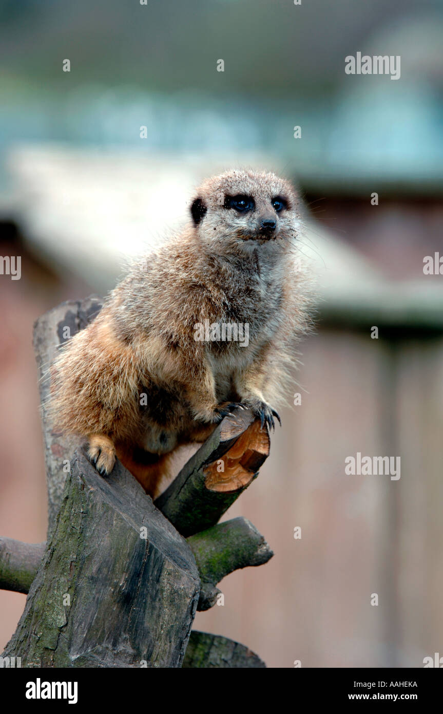 Suricata surictta hi-res stock photography and images - Alamy