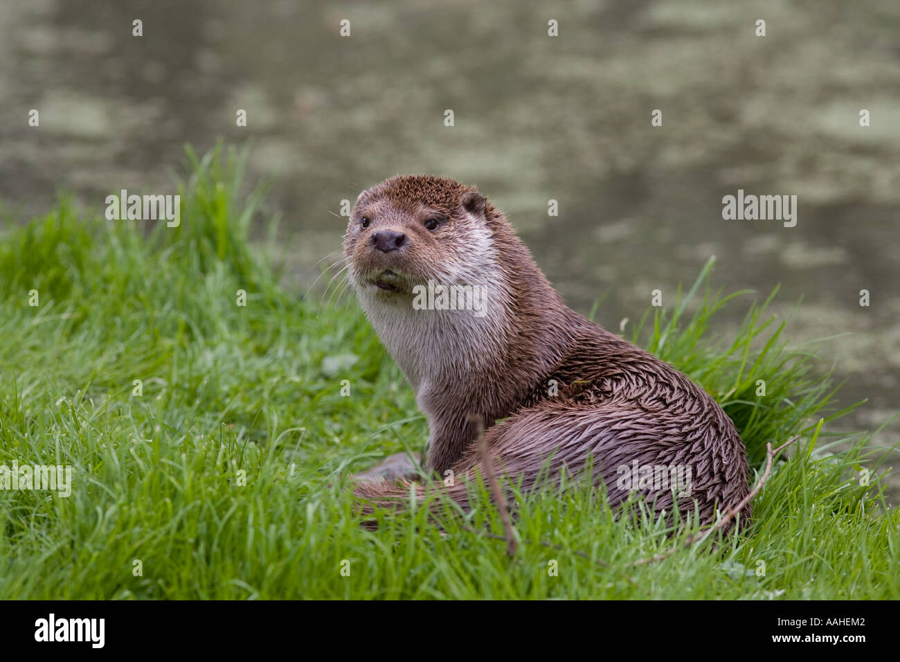 Webbed feet otter hi-res stock photography and images - Alamy