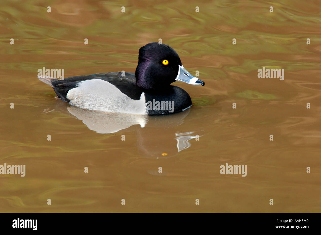 Ringed necked duck hi-res stock photography and images - Alamy