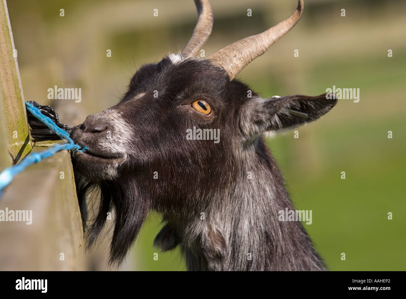 Pygmy Goat on Norfolk Farm May Stock Photo - Alamy