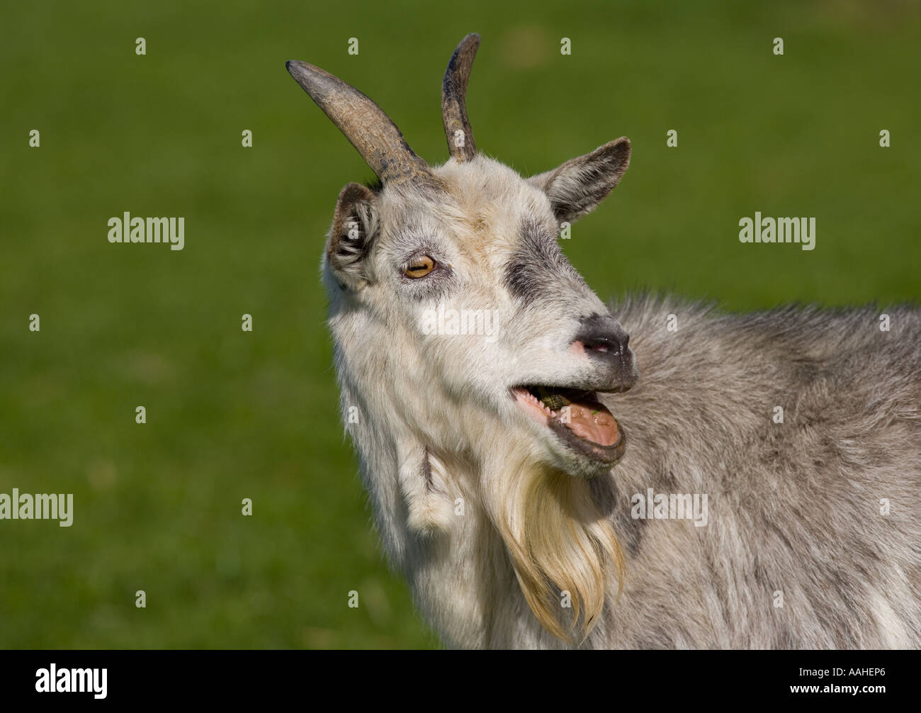 Goat calling hi-res stock photography and images - Alamy