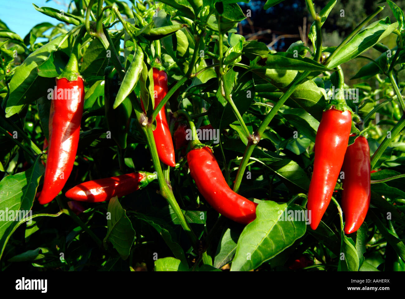 Red chili peppers.Costitx village.Mallorca Island.Spain Stock Photo - Alamy