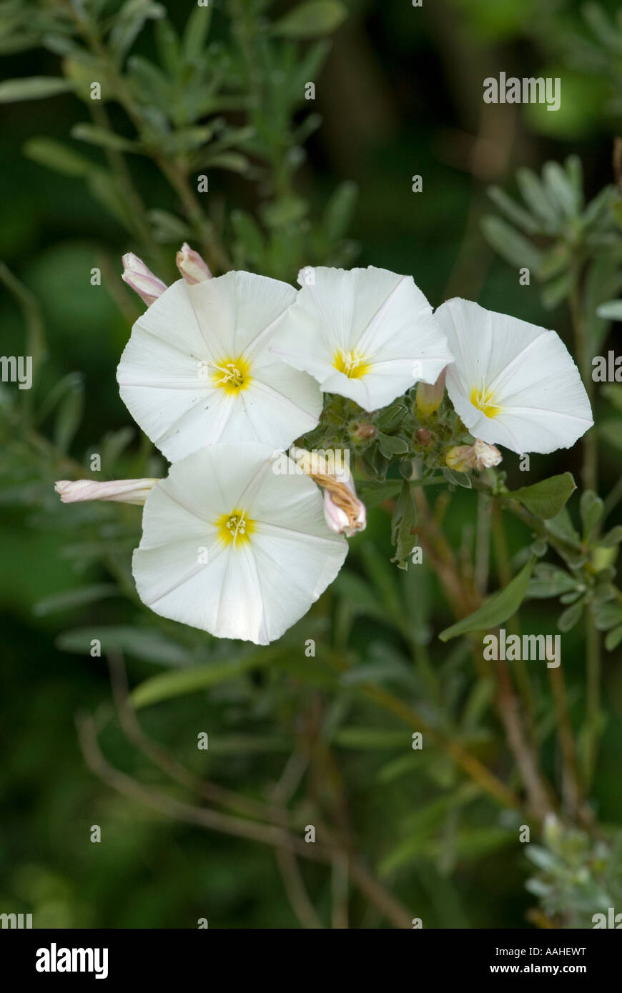 Silverbush hi-res stock photography and images - Alamy