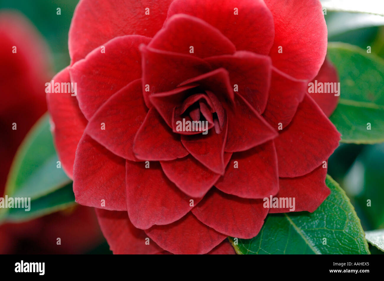 Camellia species hi-res stock photography and images - Alamy