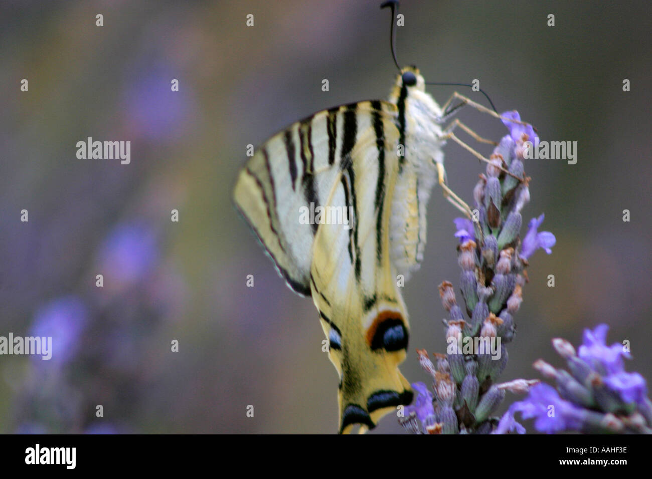Swallow tailed butterfly hi-res stock photography and images - Alamy