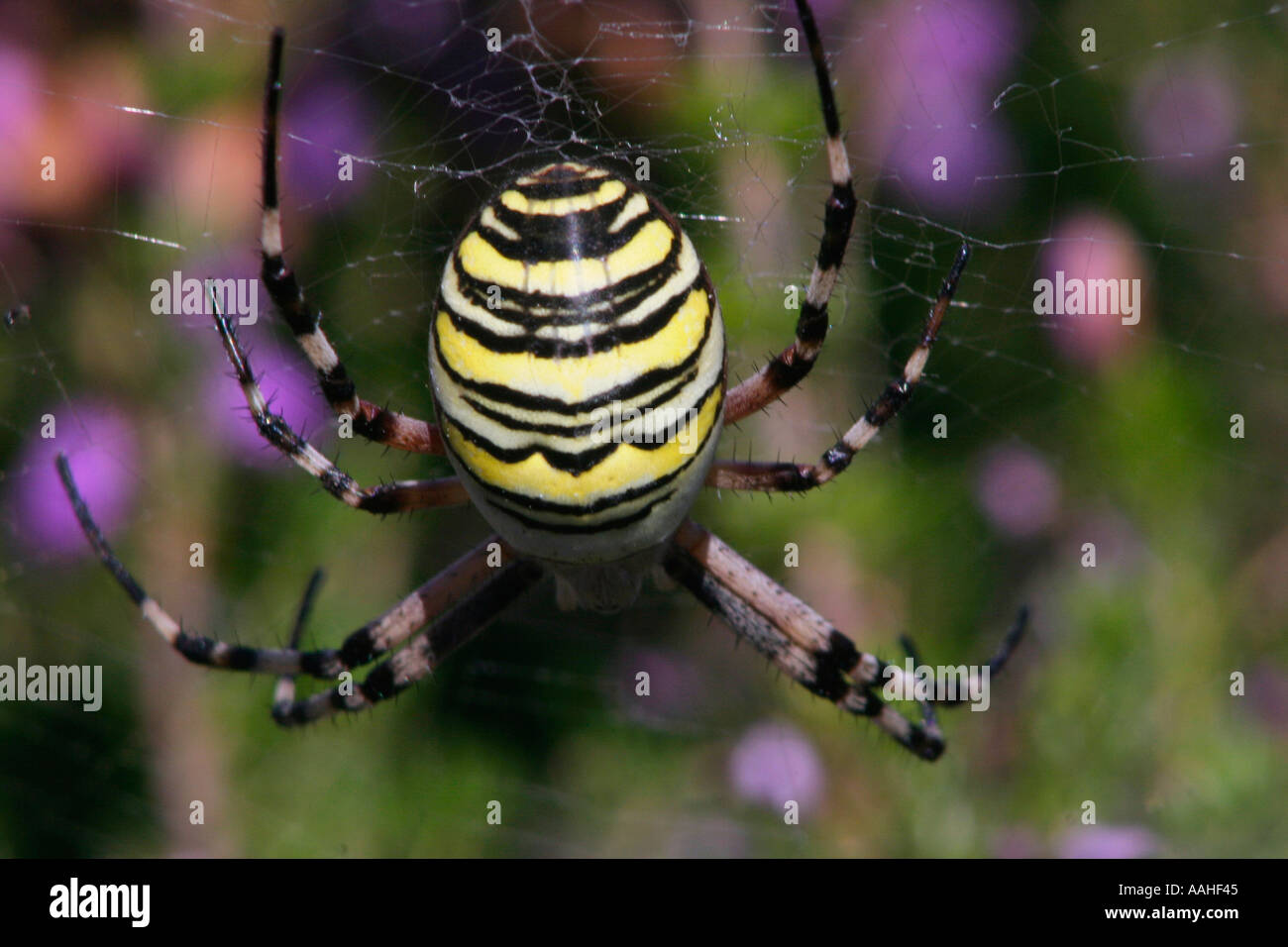 Warning markings on spider in its web Stock Photo - Alamy