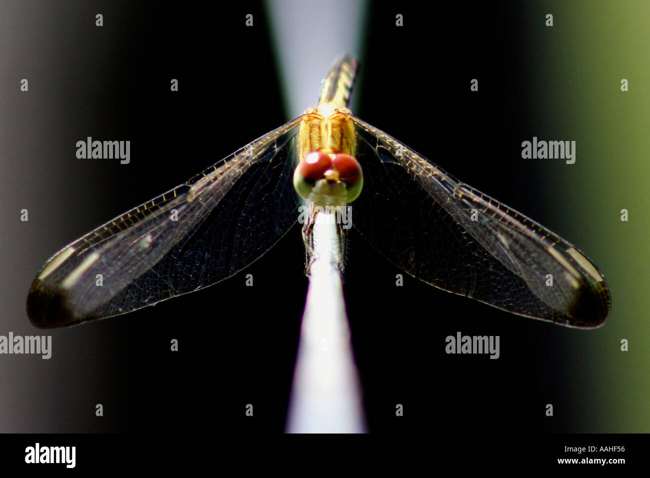 Wing structure of dragon fly hi-res stock photography and images - Alamy