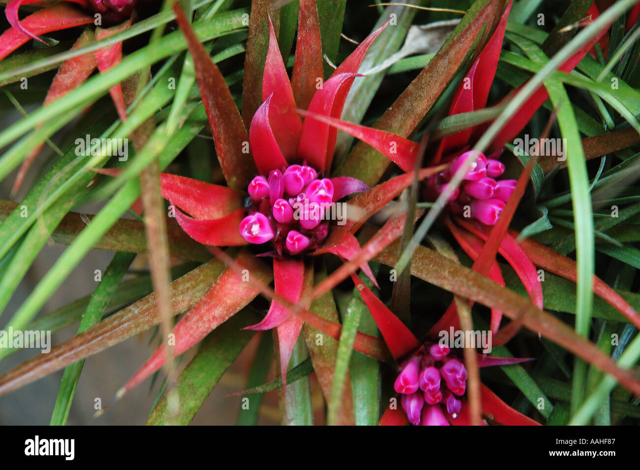 Florets on a bromeliad damp rainforest floor environment south america ...