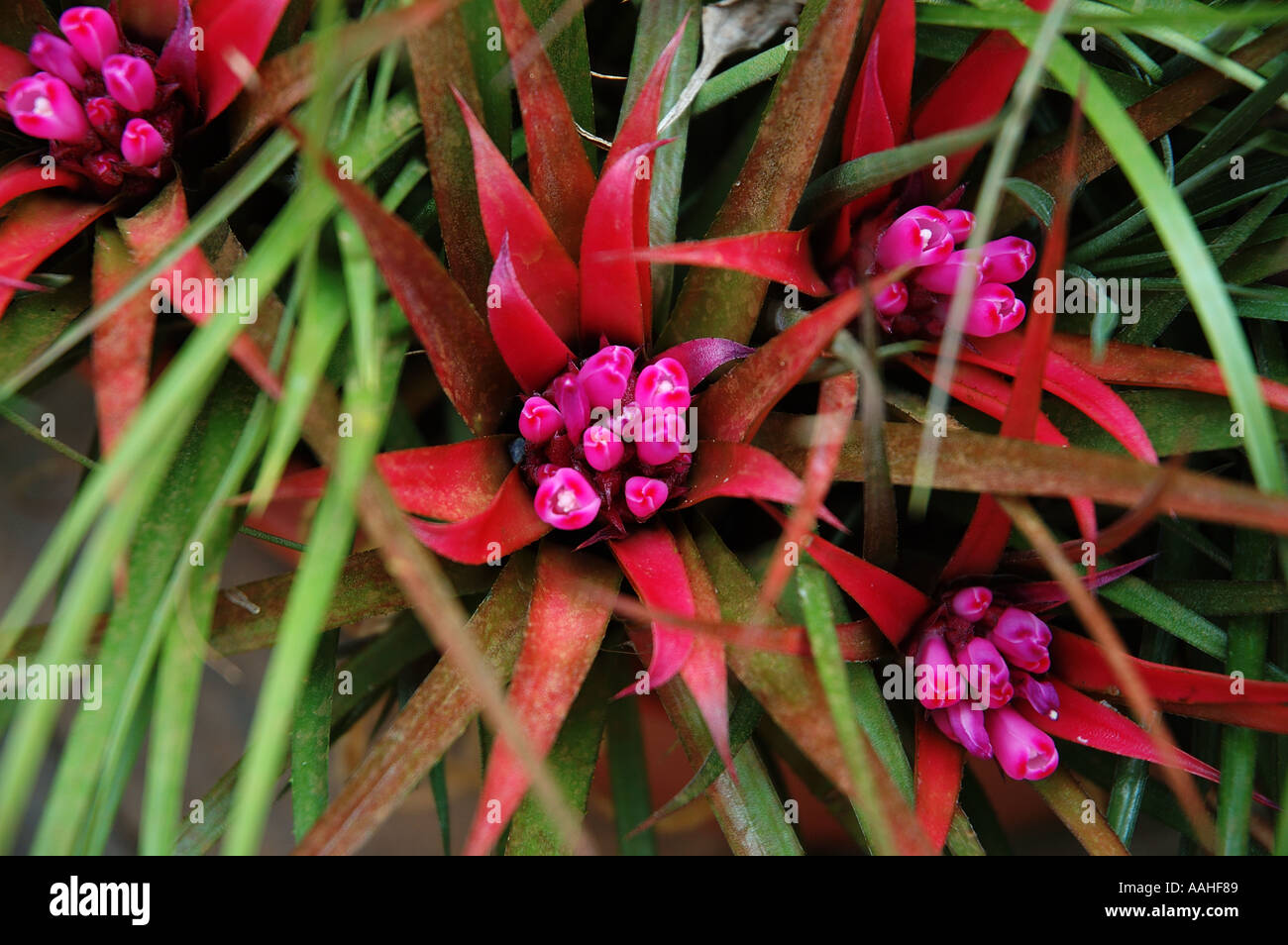 Florets on a bromeliad damp rainforest floor environment south America ...