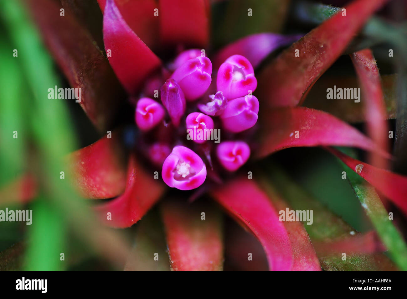 Floretts on a bromeliad damp rainforest floor environment south America ...