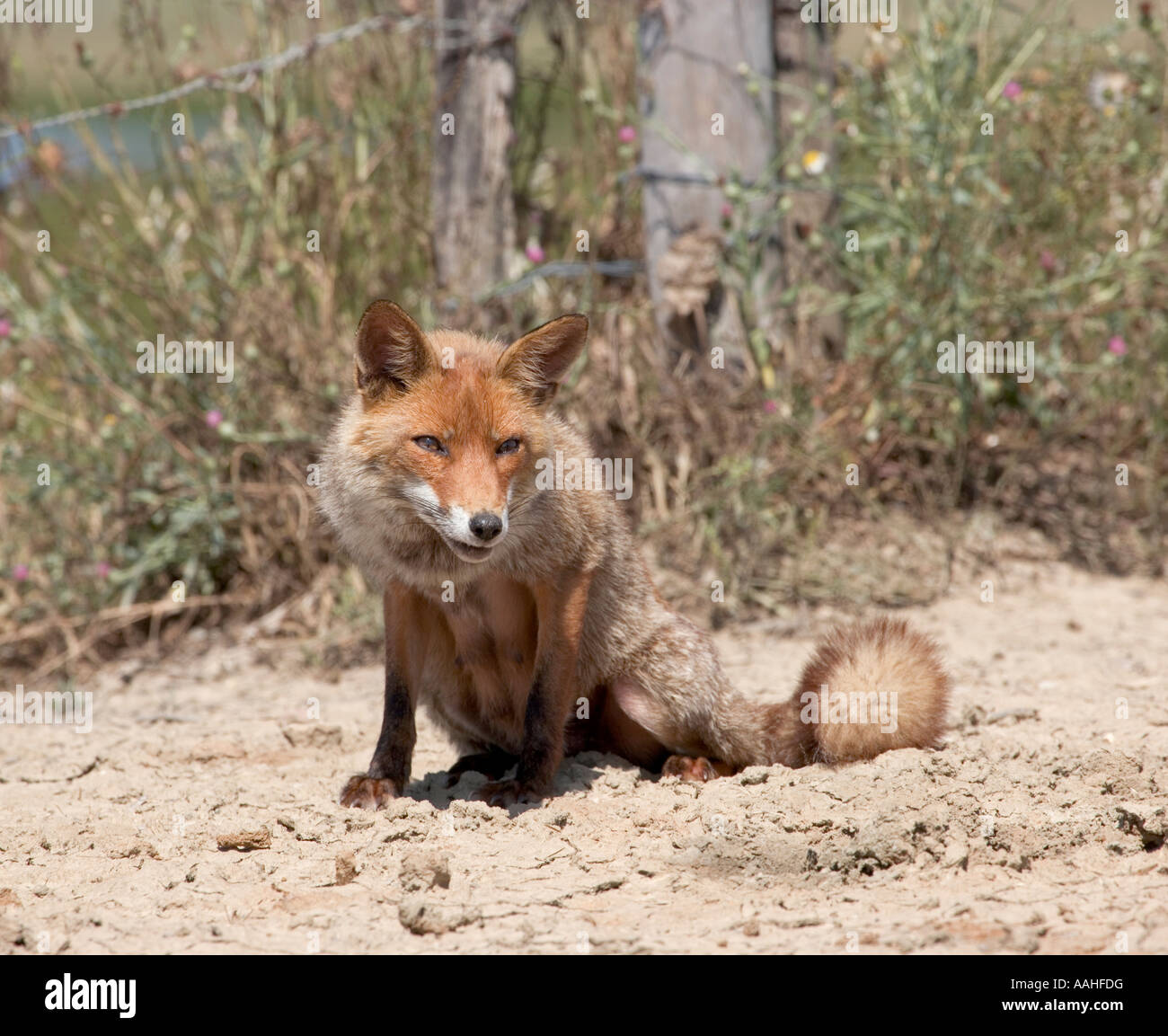 Alone naturale hi-res stock photography and images - Alamy