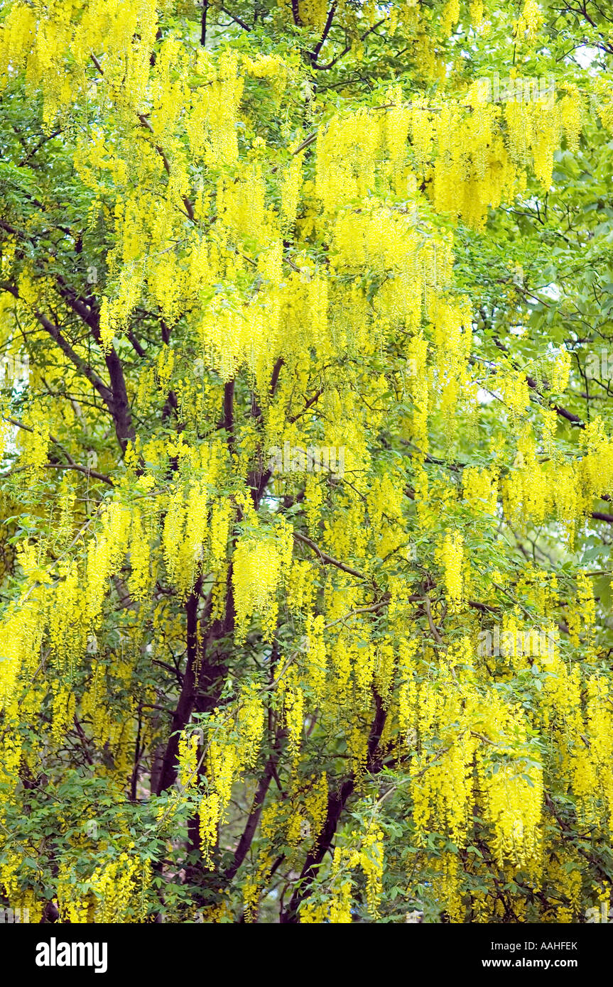 Laburnum blossom hi-res stock photography and images - Alamy