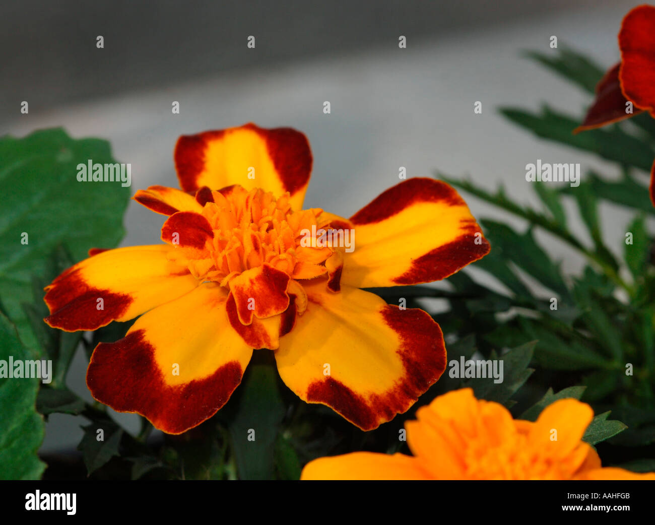 French marigold flowers hi-res stock photography and images - Alamy