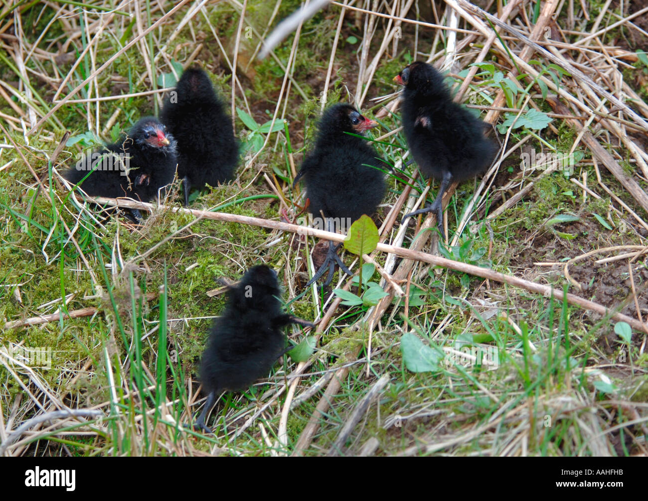 Living chicks hi-res stock photography and images - Alamy