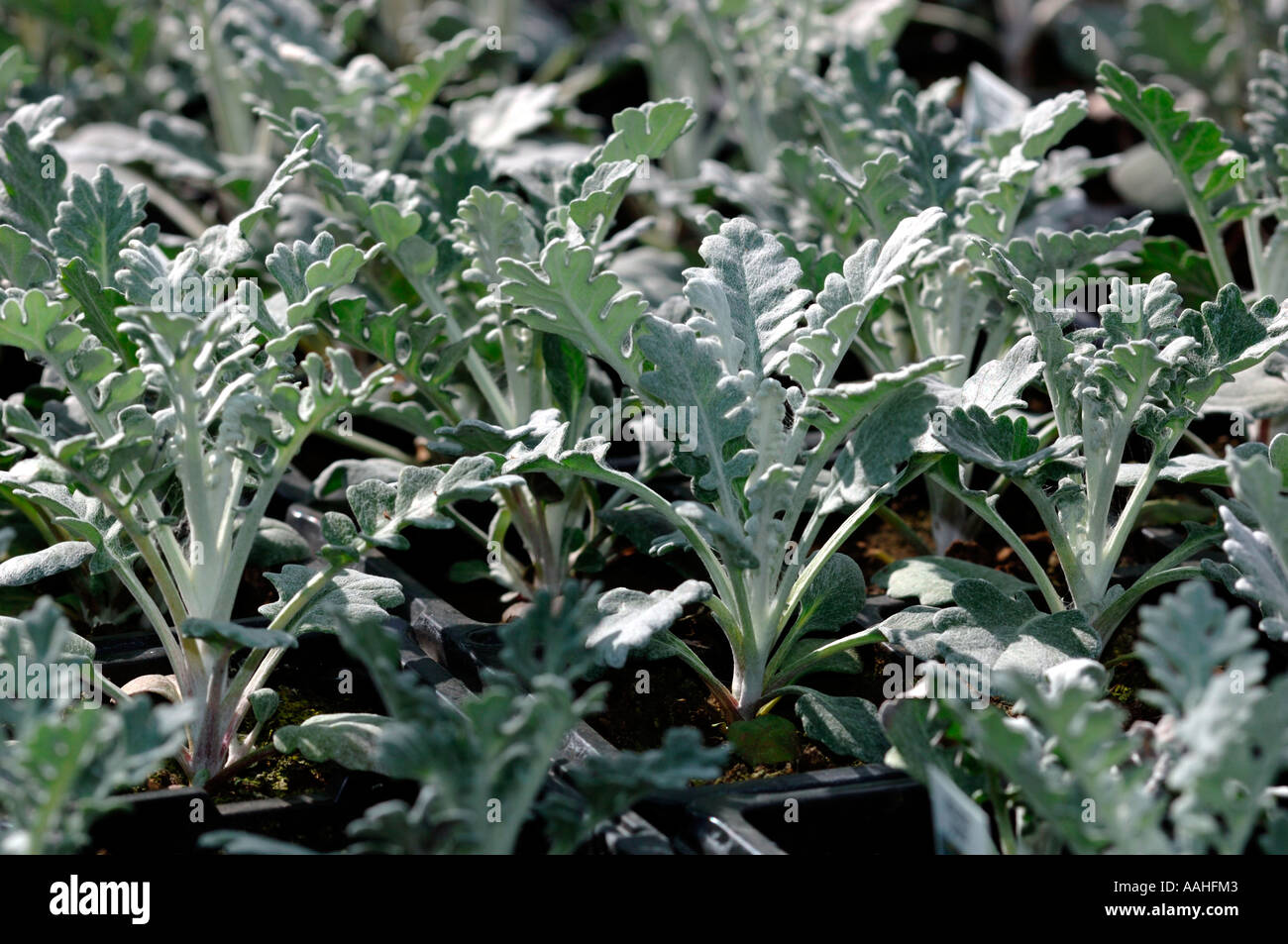Silver planting hi-res stock photography and images - Alamy
