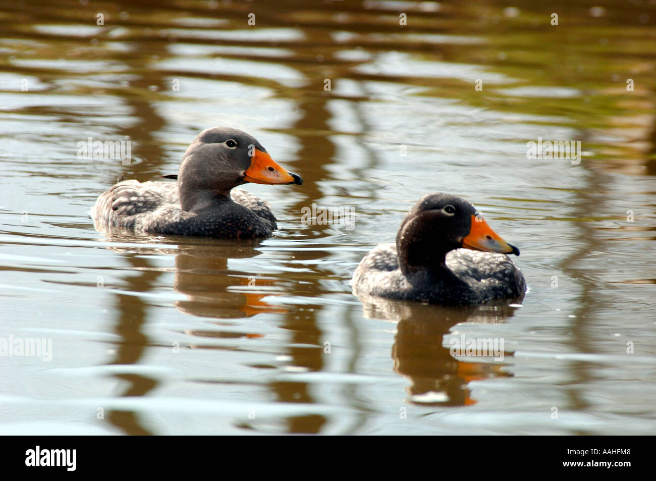 Ducks of south america hi-res stock photography and images - Alamy