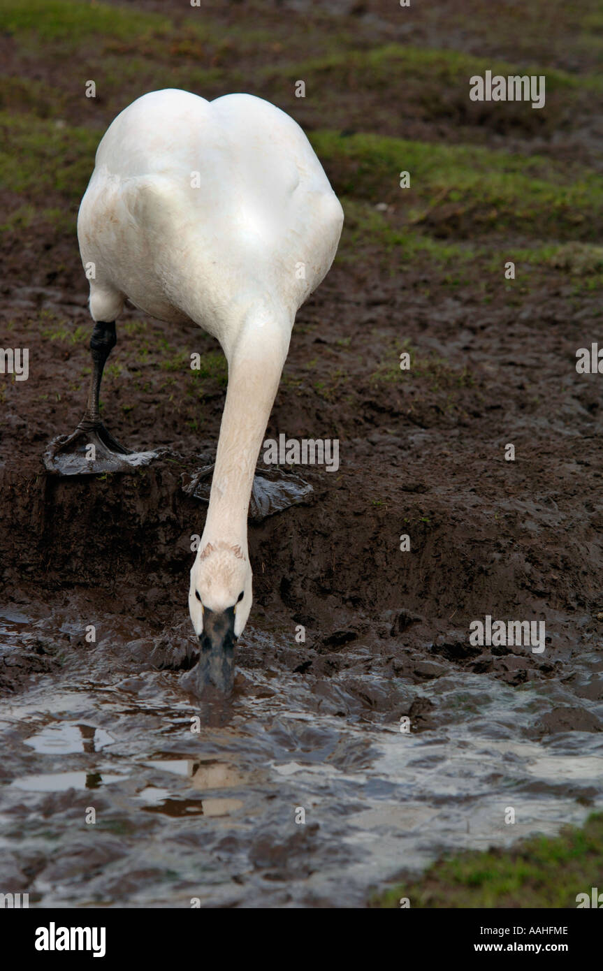 American swan hi-res stock photography and images - Alamy