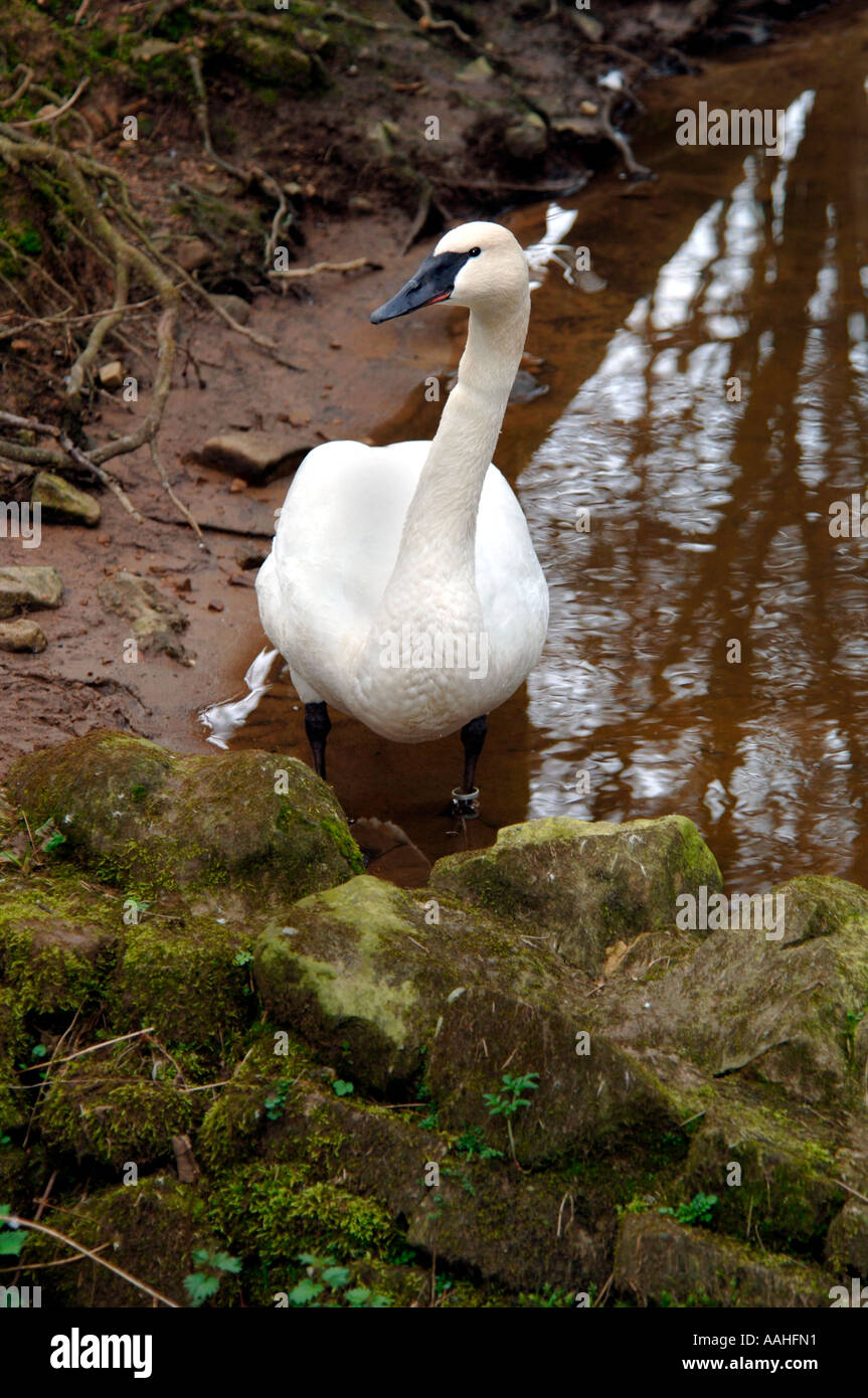 American species of swan hi-res stock photography and images - Alamy