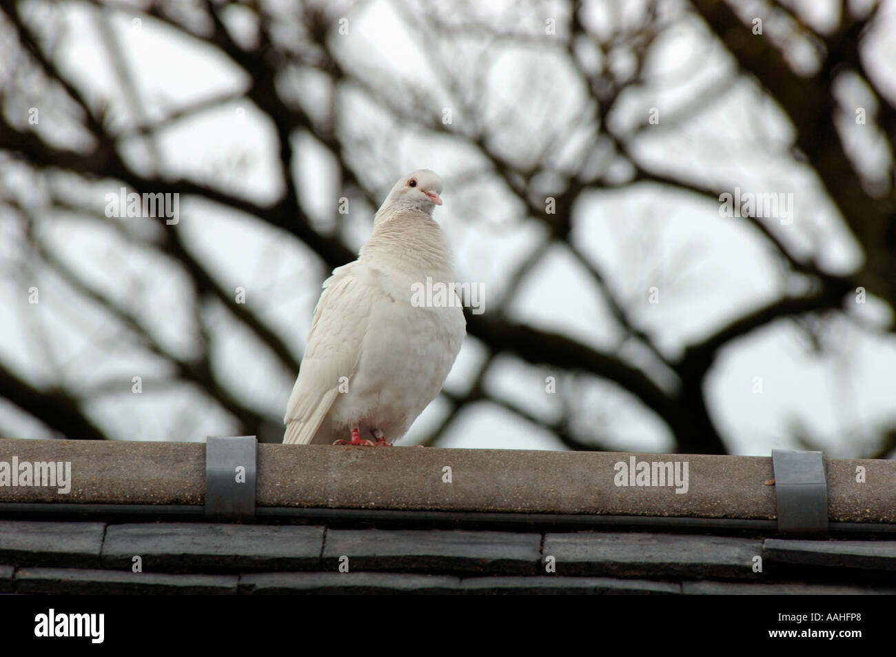Standing white dove hi-res stock photography and images - Alamy