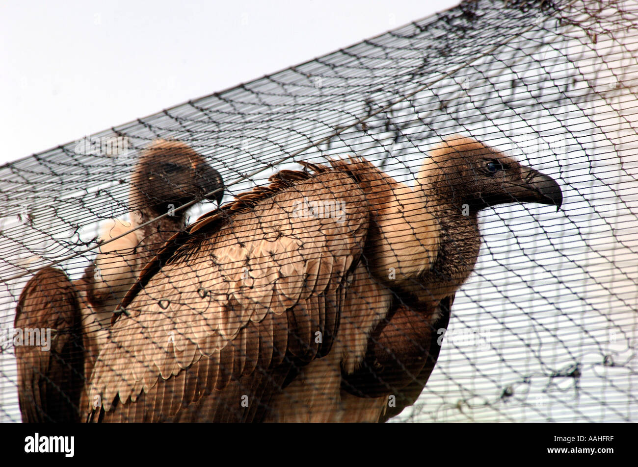 White-Backed Griffon Vultures (Gyps africanus Stock Photo - Alamy