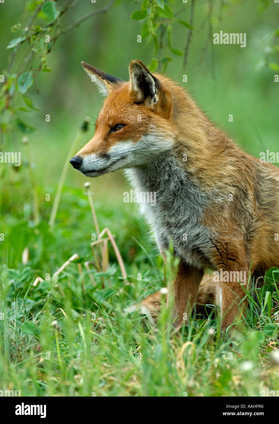 Fox (Vulpes vulpes Stock Photo - Alamy