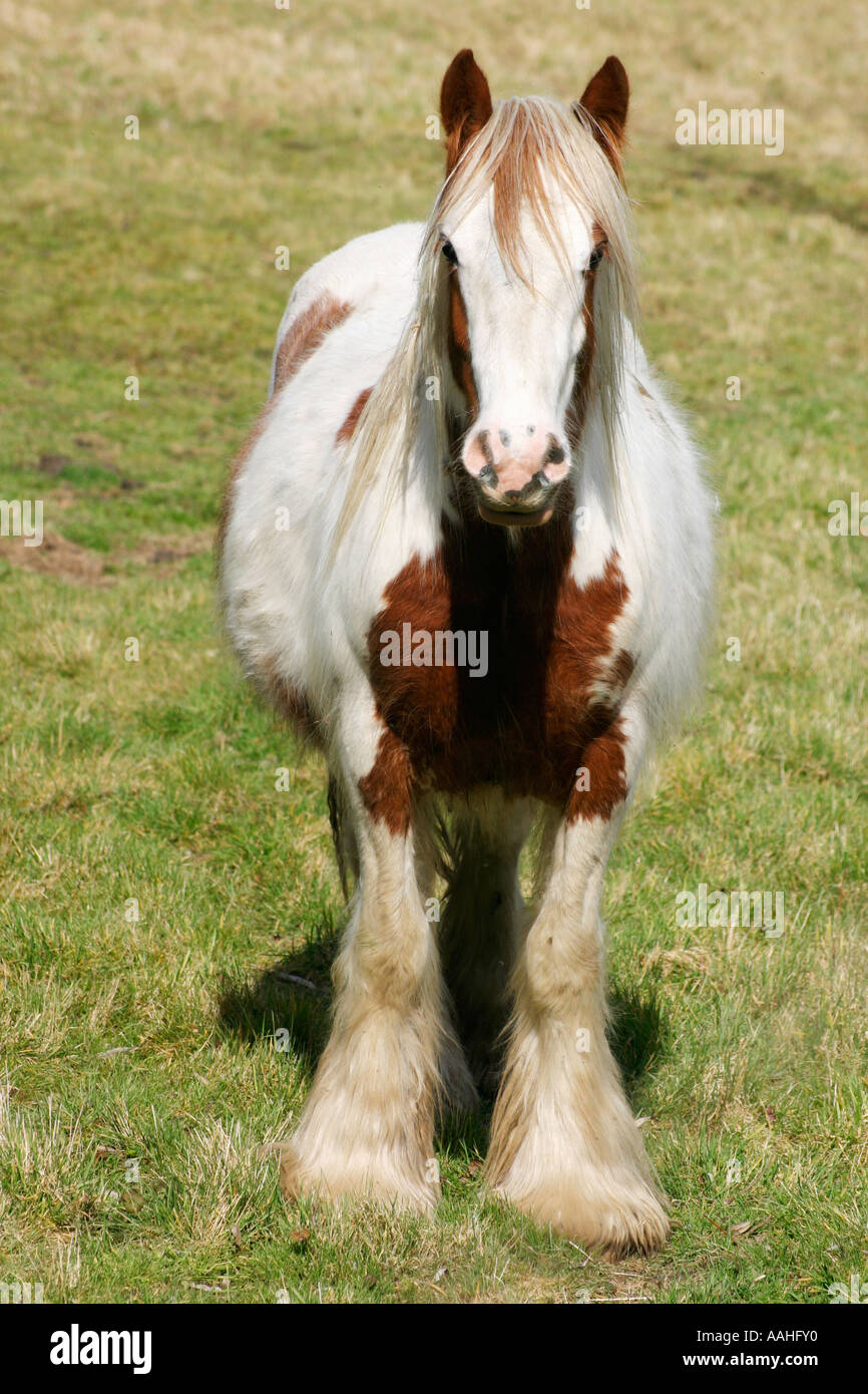 Fat pony hi-res stock photography and images - Alamy
