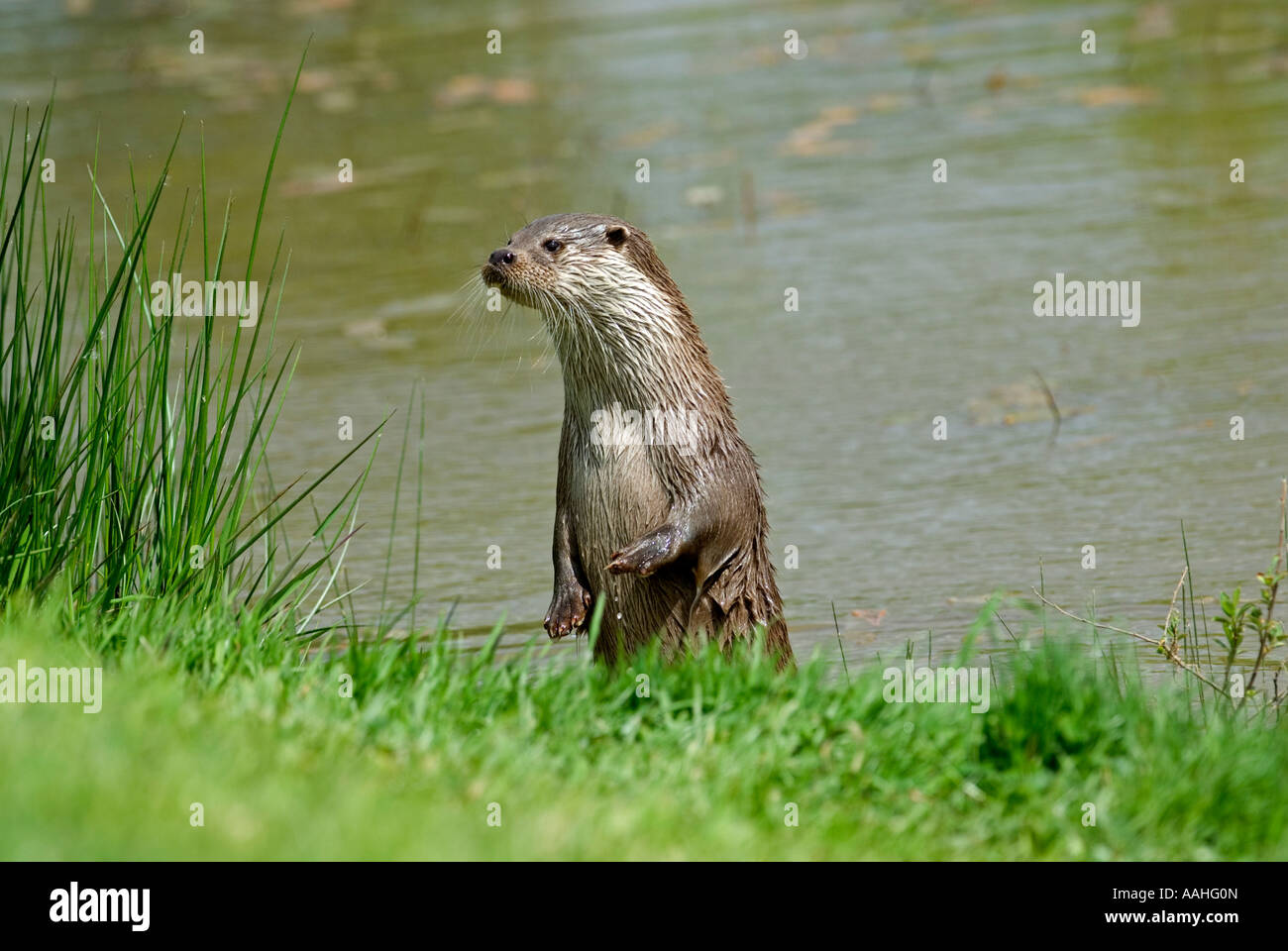 Otter (Lutra lutra) emerging from river Stock Photo - Alamy