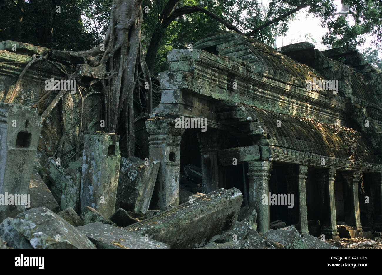 Tree roots Temple Angkor Wat Cambodia Southeast Asia Stock Photo - Alamy