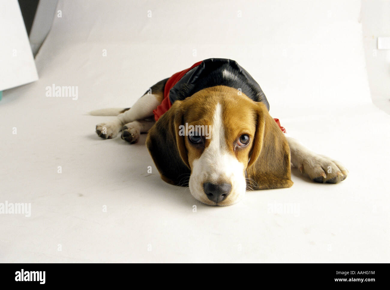 Gives pup dog fondleing hi-res stock photography and images - Alamy